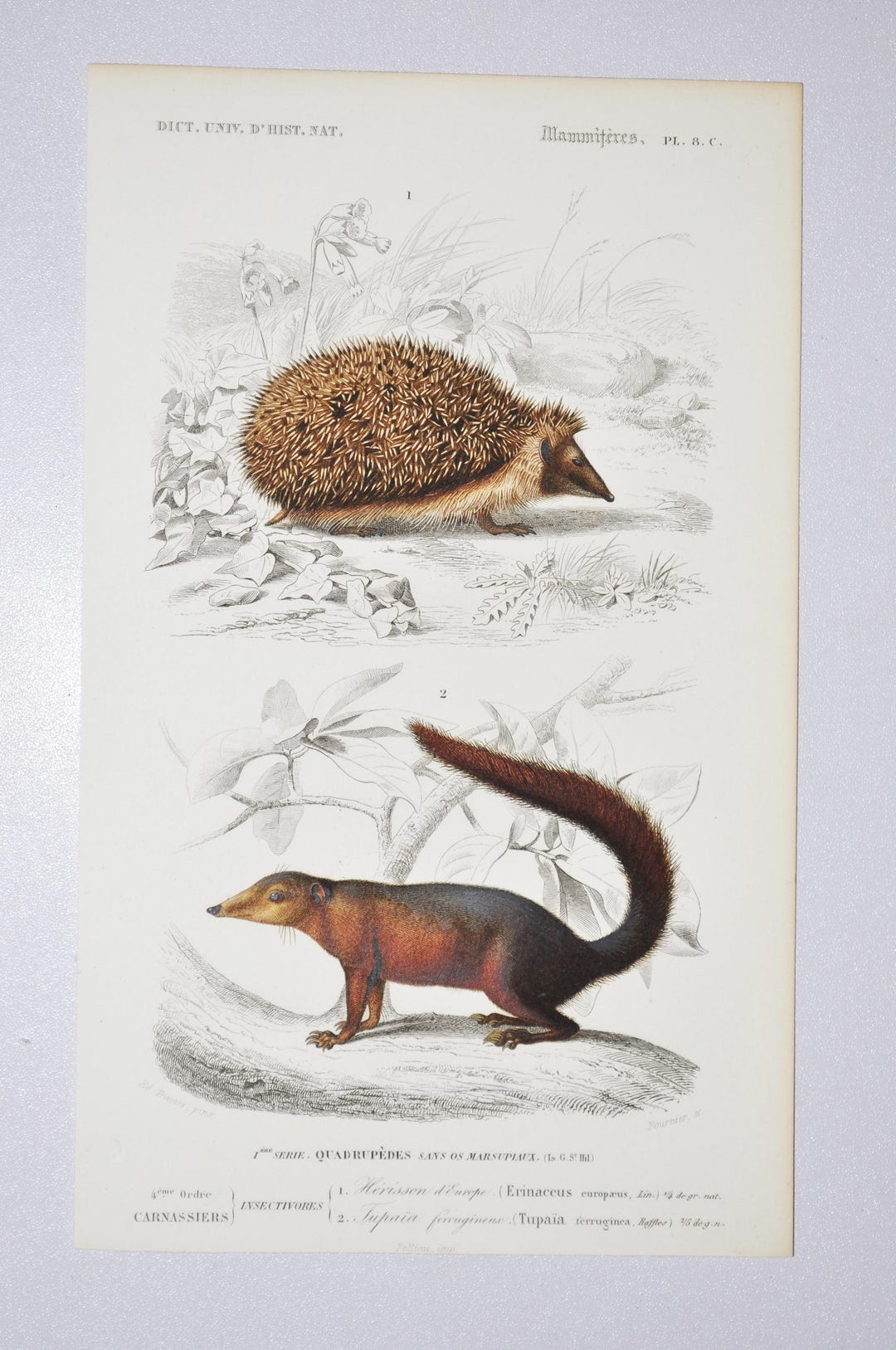 Hedgehog / Treeshrew - Hand-colored Original Antique Animal Print ...