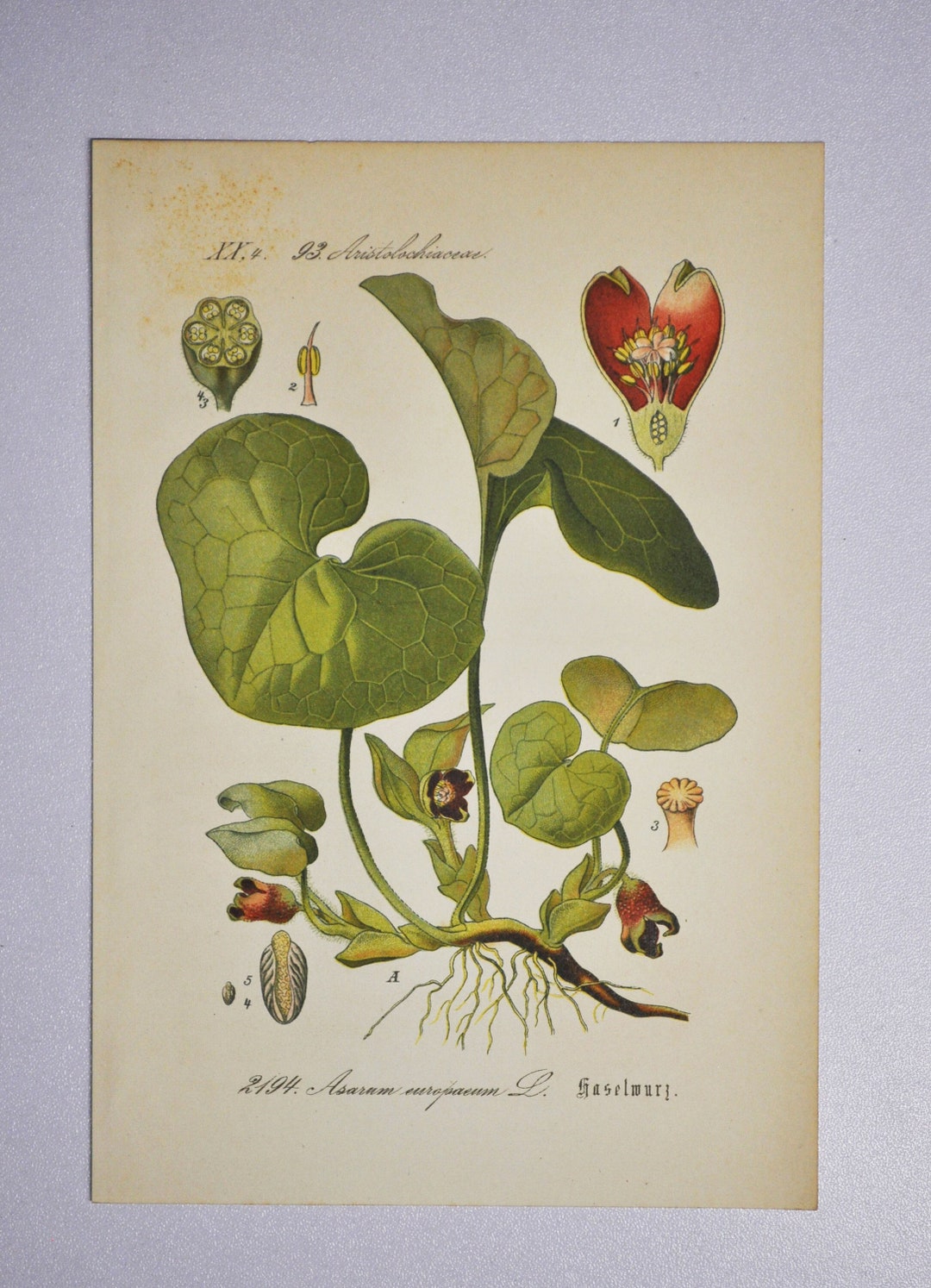 European Wild Ginger Print - Original Antique Botanical Print 1880s ...