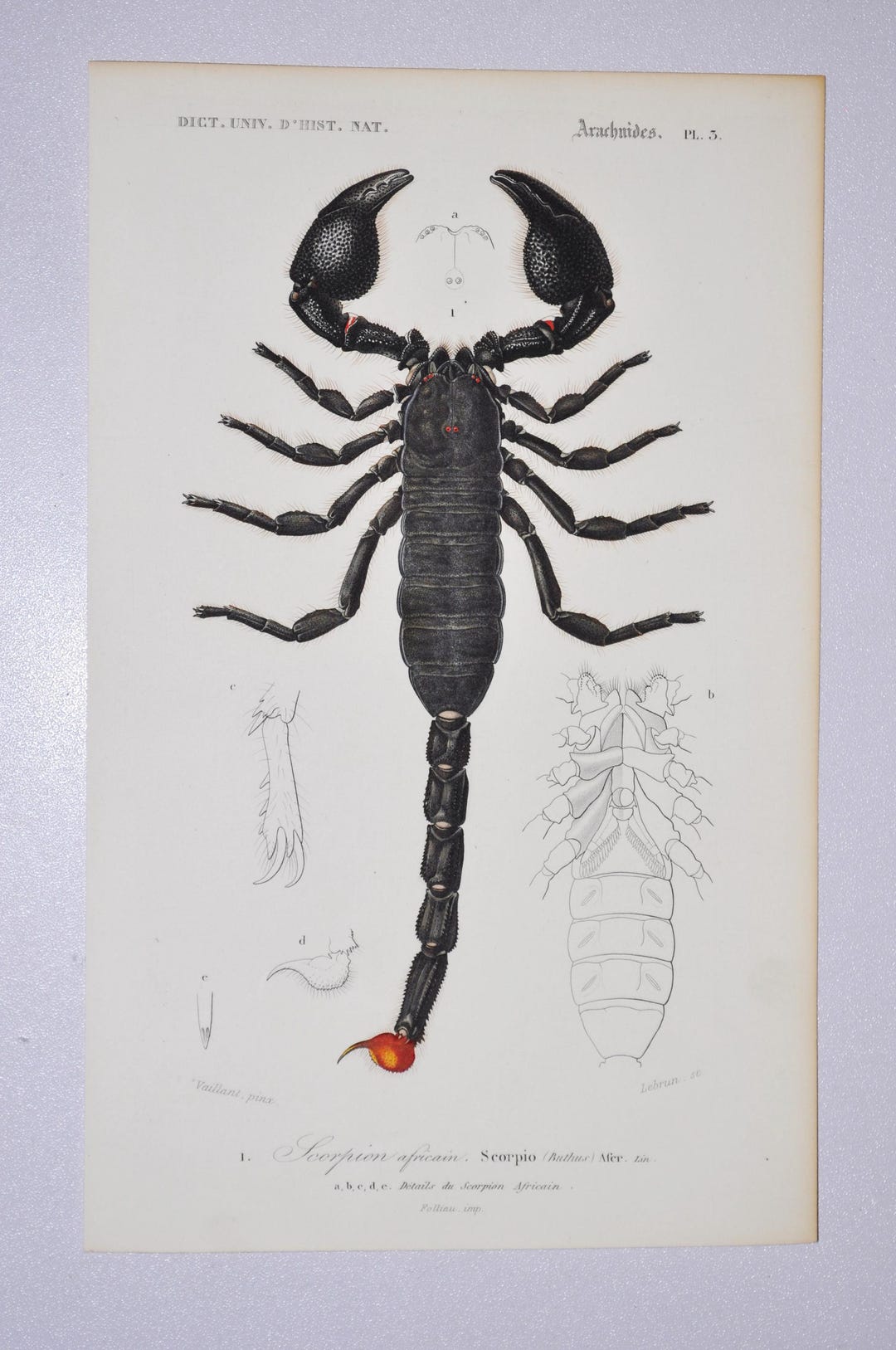 Scorpion - Hand-colored Original Antique Arachnid Print - Orbigny ...
