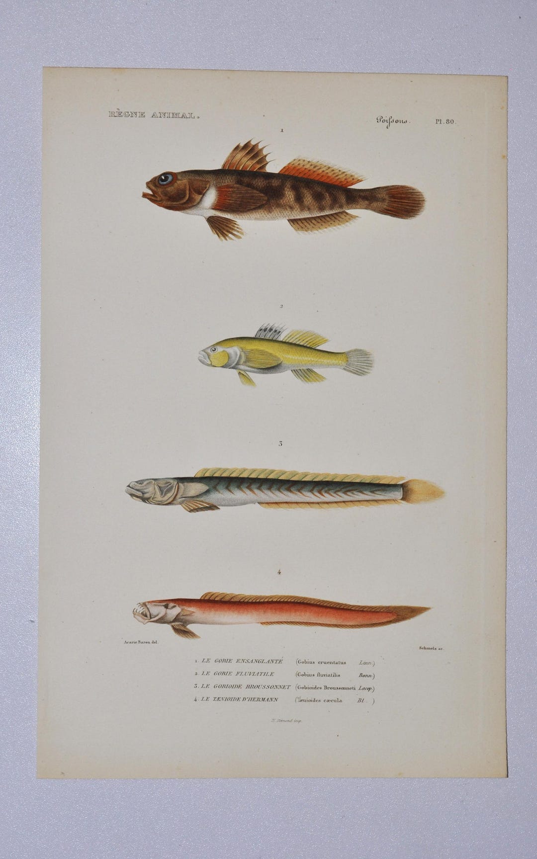Red-mouthed Goby / Monkey Goby / Dragon Goby / Bearded Worm Goby - Hand ...