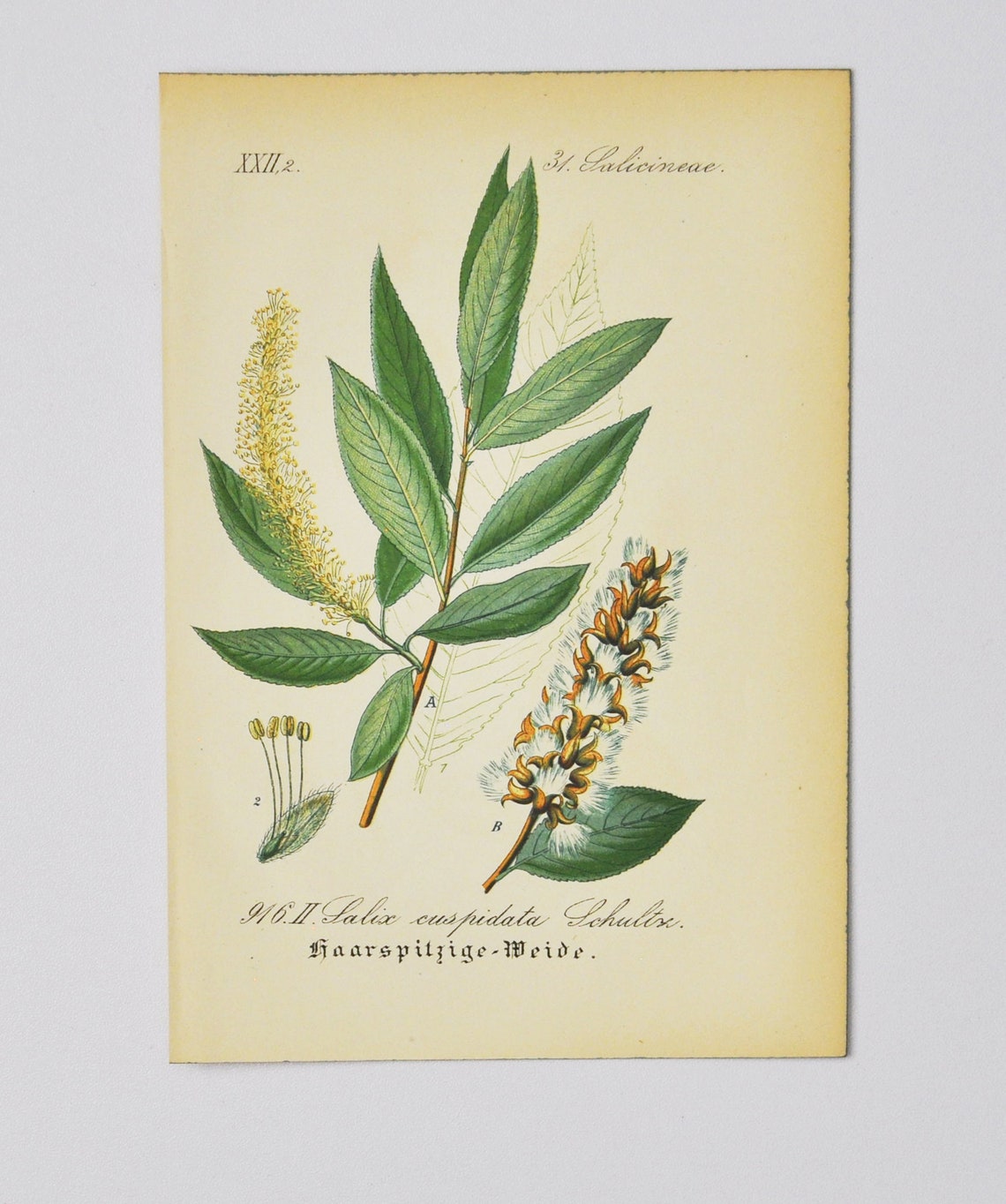 Pointed-Leaved Willow Print Original Antique Botanical Print | Etsy
