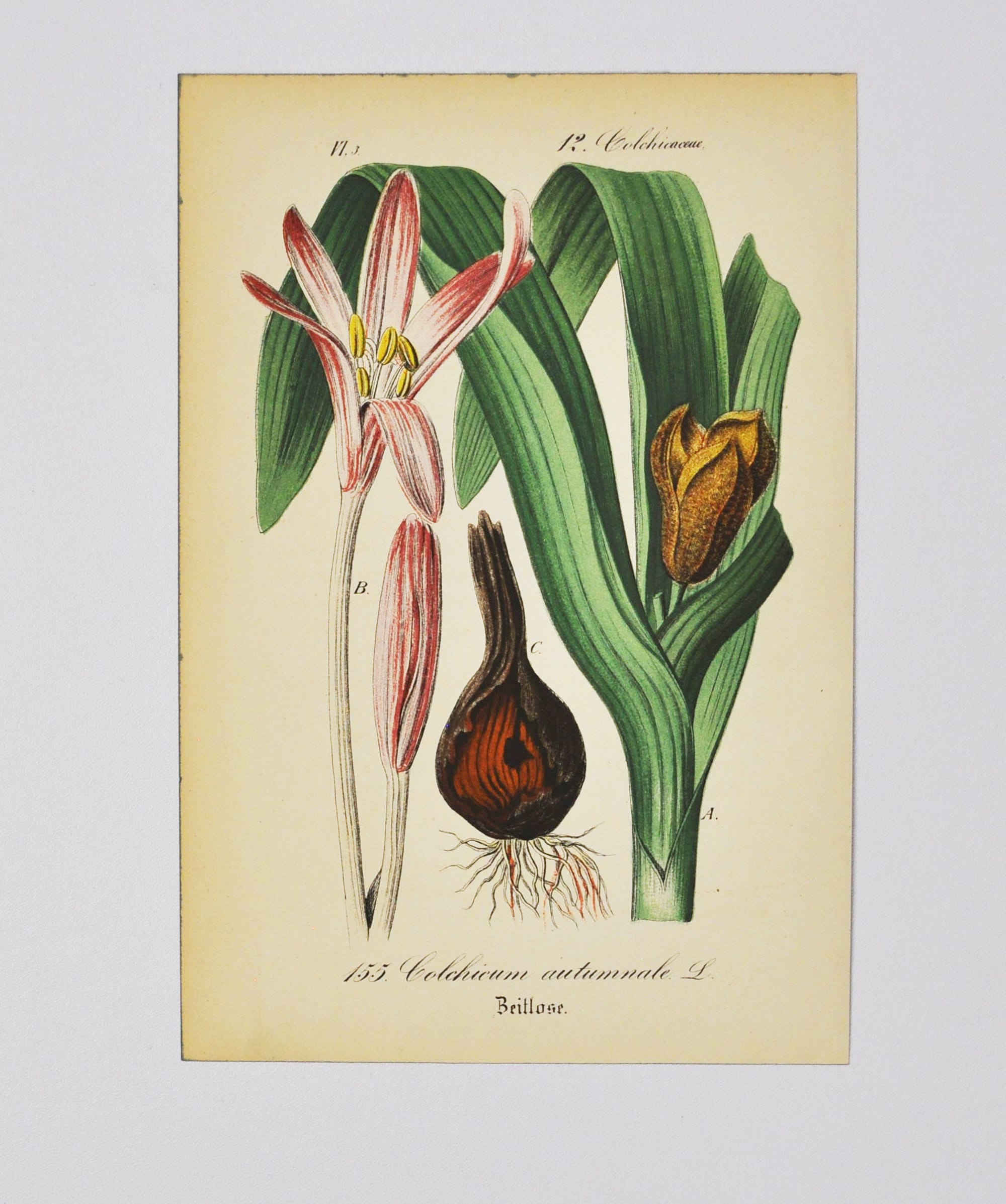 Autumn Crocus Drawing