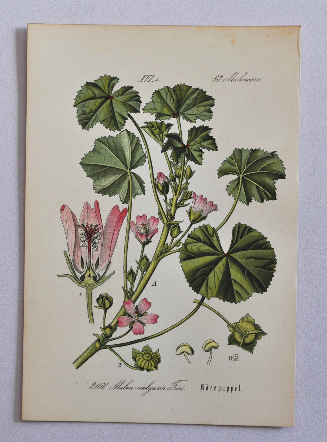 Dwarf Mallow Print - Original Antique Botanical Print 1880s - Malva ...