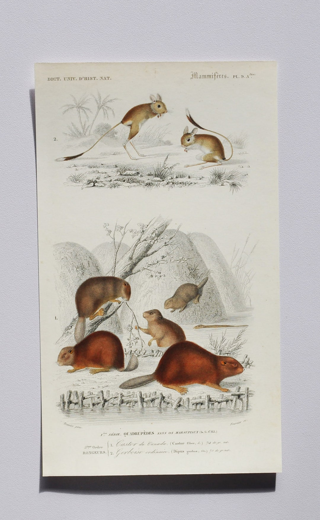 Beaver / Gerboa - Hand-colored Original Antique Animal Print - Orbigny ...