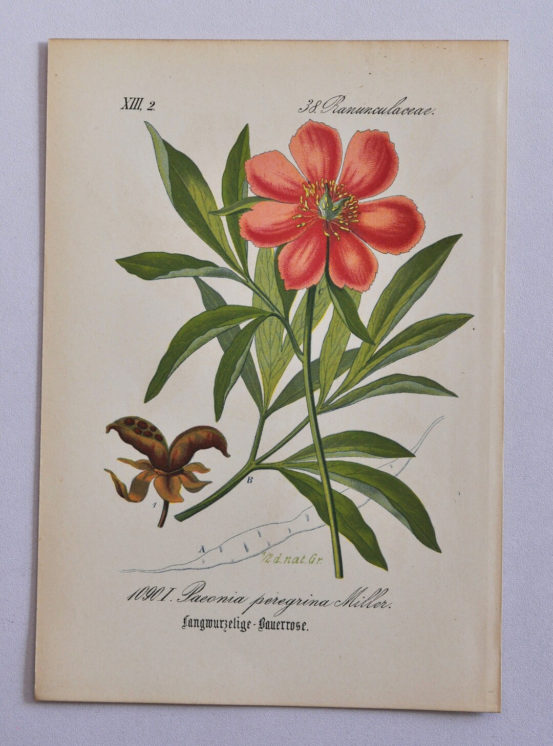 Red Peony of Constantinople Print - Original Antique Botanical Print ...