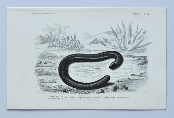 Ringed Caecilian Hand-colored Original Antique Reptile Print | Etsy