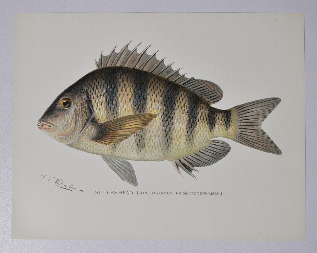 Sheepshead - Original Antique Fish Print - Archosargus Probatocephalus ...