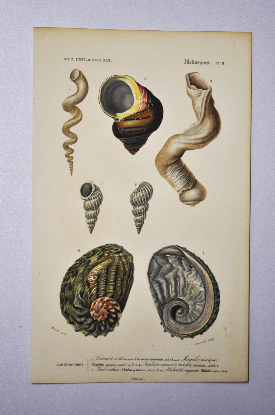 Worm Shells, Sea Snail, Abalone, Coral Snail Hand-colored Original ...