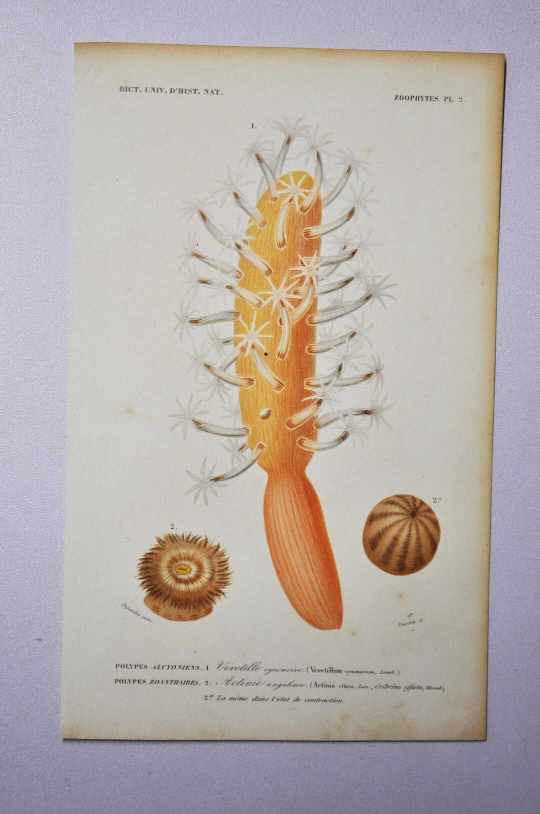 Sea Pen - Hand-colored Original Antique Sea Life Print - Orbigny ...