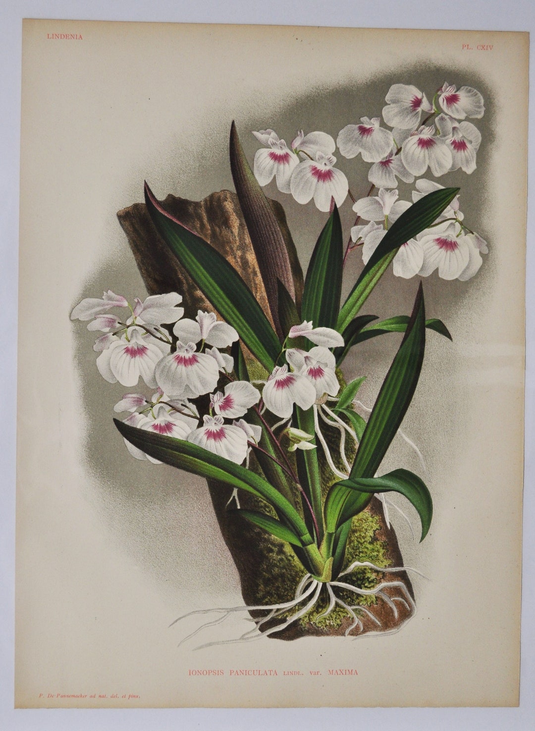 Ionopsis Paniculata Maxima Original Large Antique Orchid Print 1880s ...