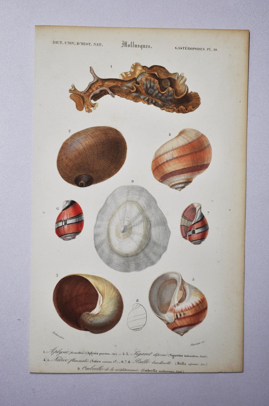 Bulla Aplustre, Natica Canrena - Hand-colored Original Antique Fish Print - Orbigny Engraving ...