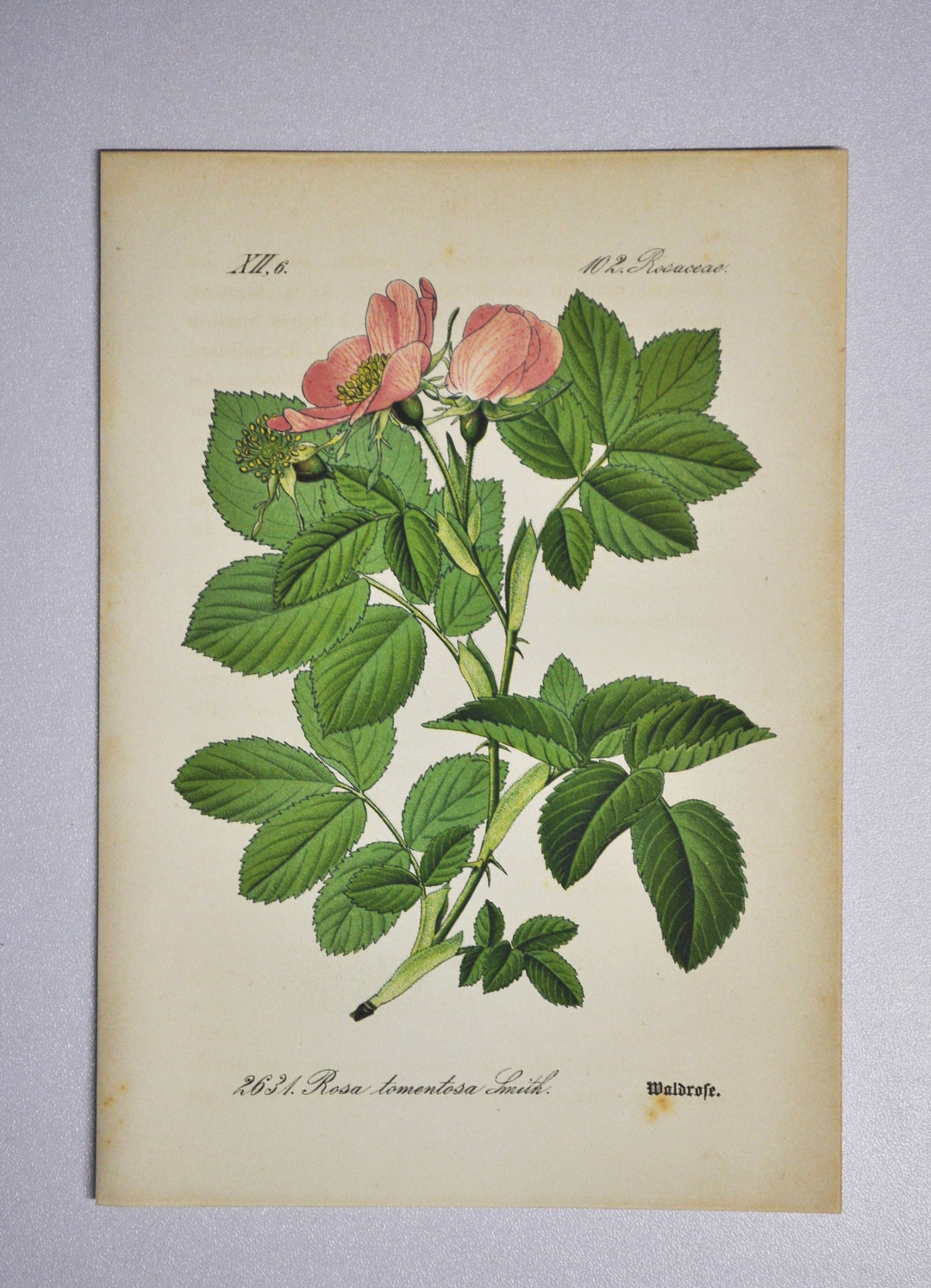 Harsh Downy-rose Print - Original Antique Botanical Print 1880s - Rosa ...