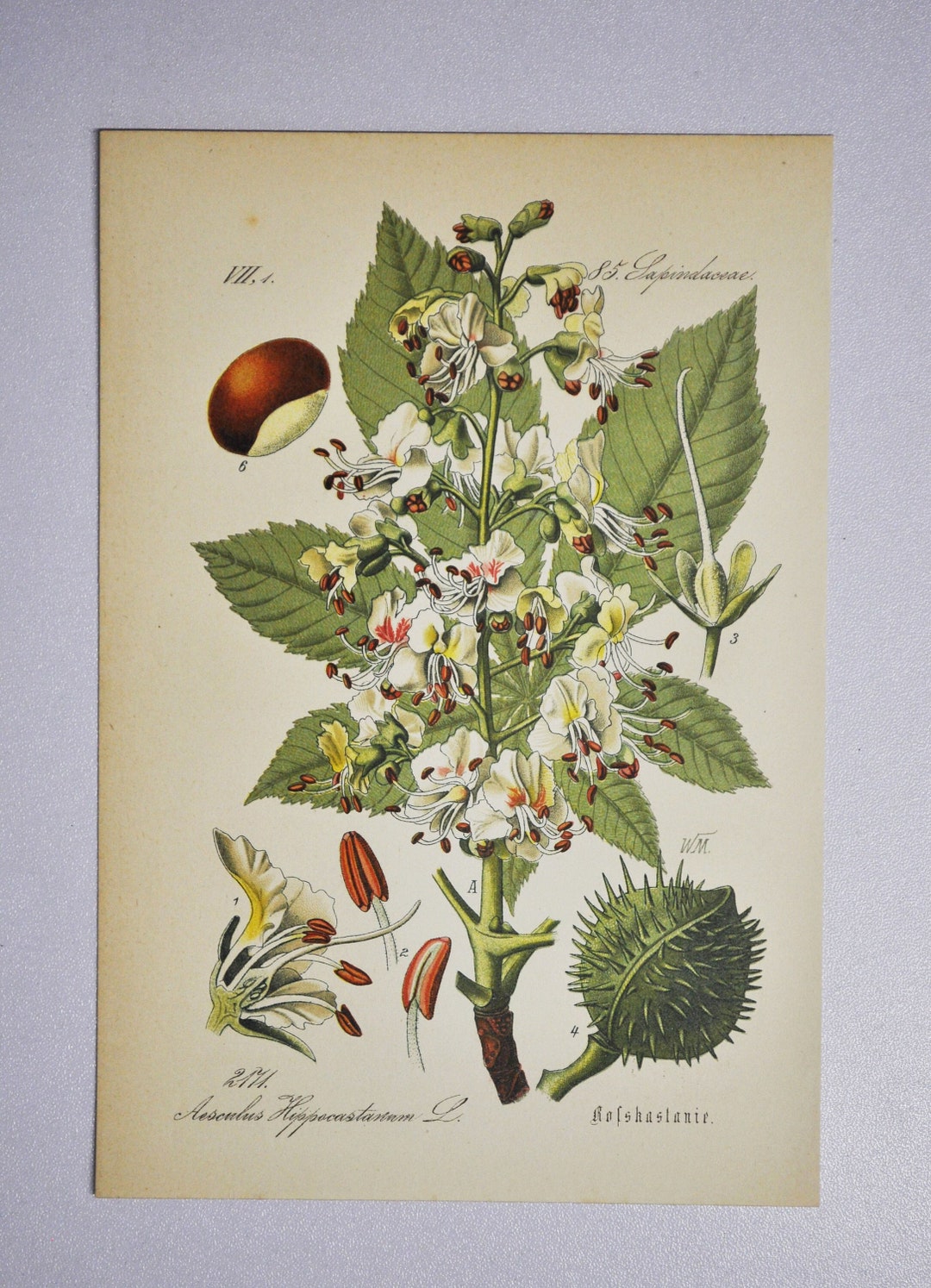 Horse Chestnut Print Original Antique Botanical Print 1880s Aesculus ...