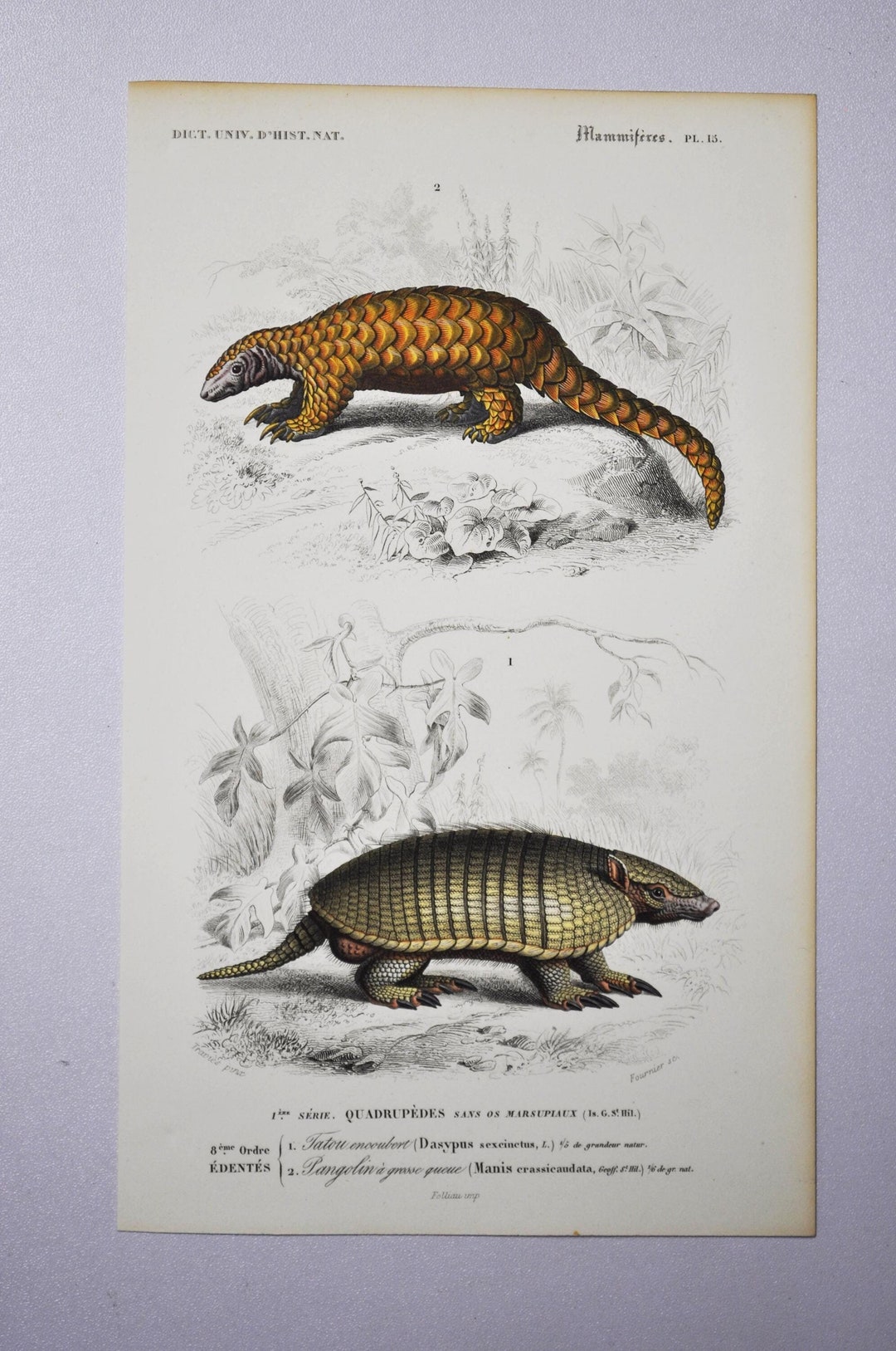 Armadillo / Pangolin - Hand-colored Original Antique Animal Print ...