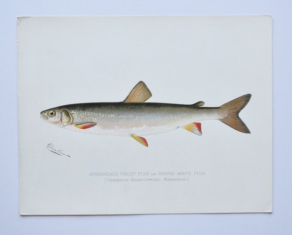 Old Time Fish