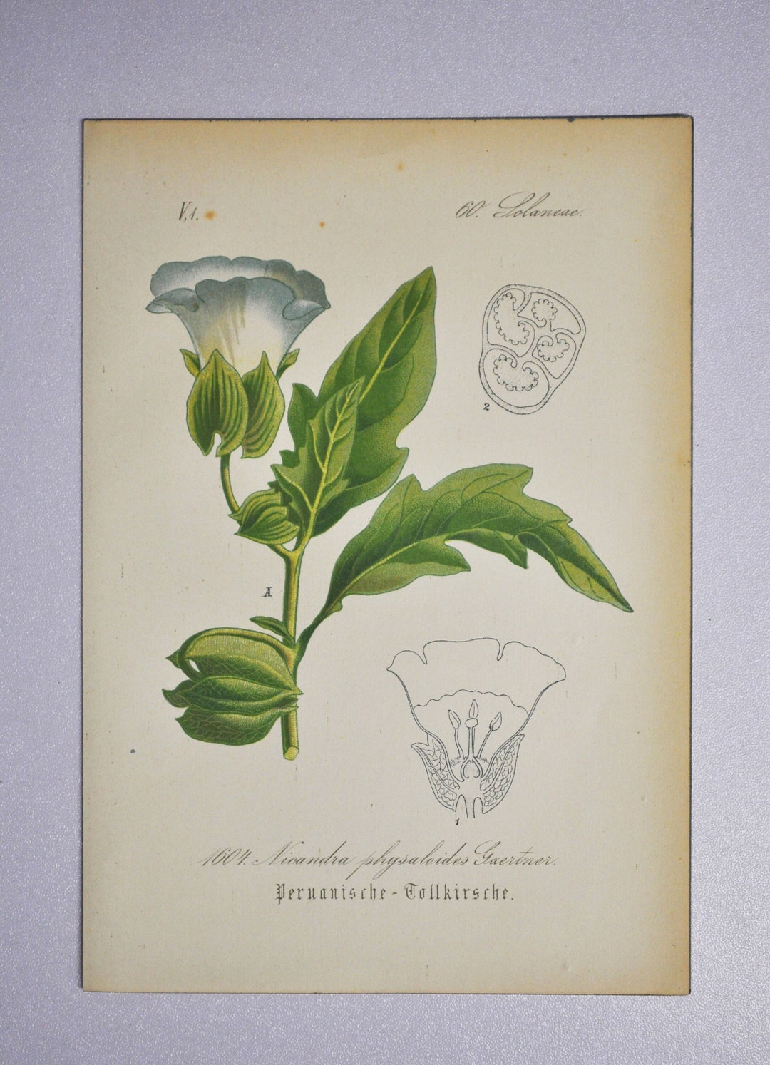 Apple-of-peru Print - Original Antique Botanical Print 1880s - Nicandra ...
