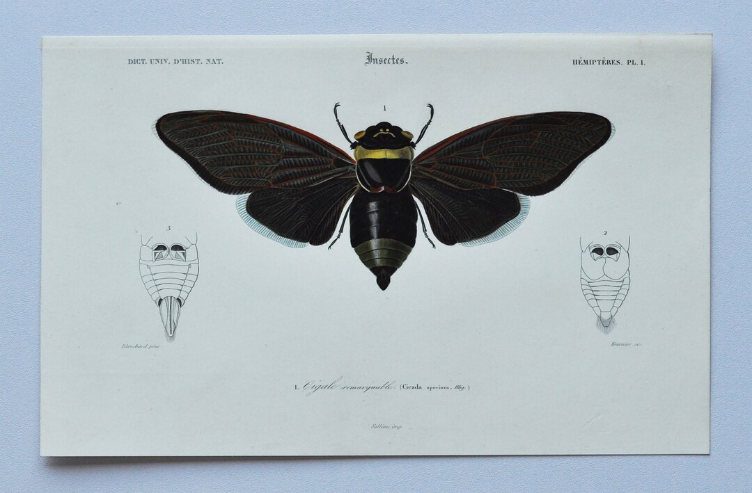 Cicada Hand-colored Original Antique Butterfly Print Orbigny Engraving ...