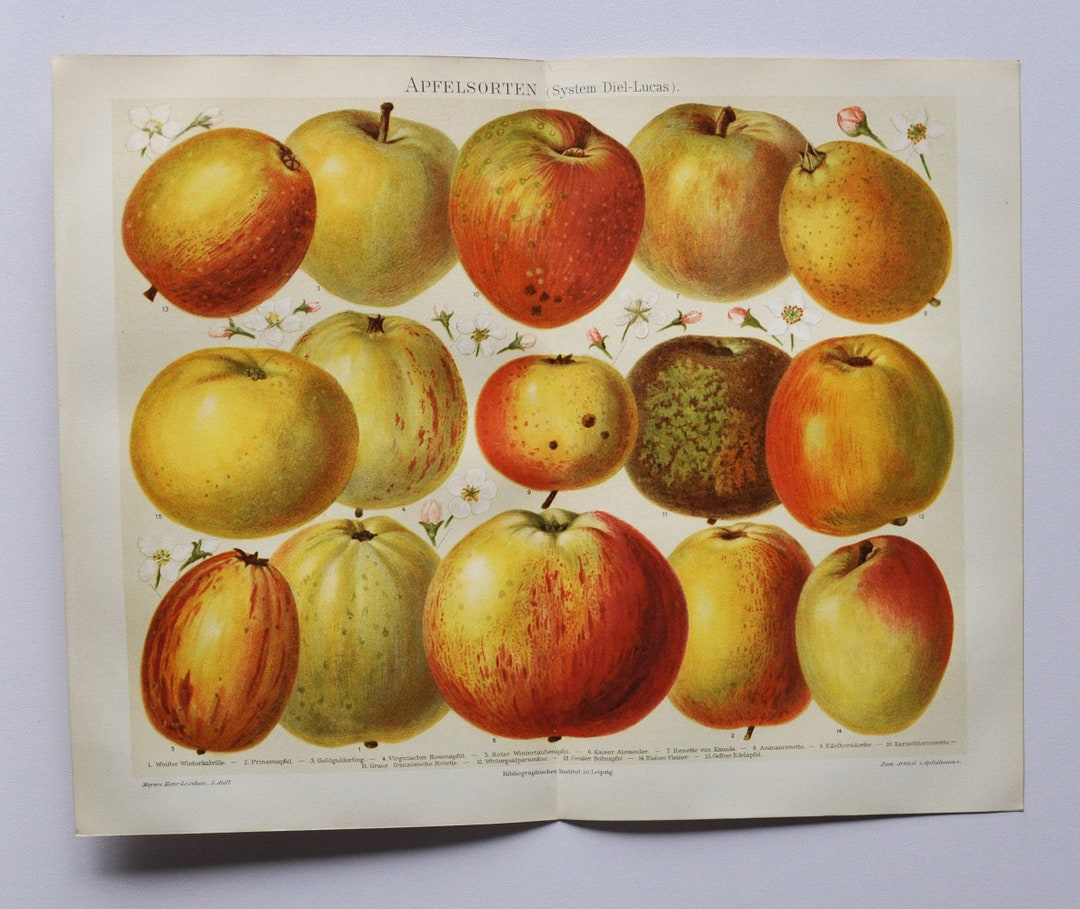 Apples - Original Antique Fruit Print 1906 (tree, Malus Domestica ...