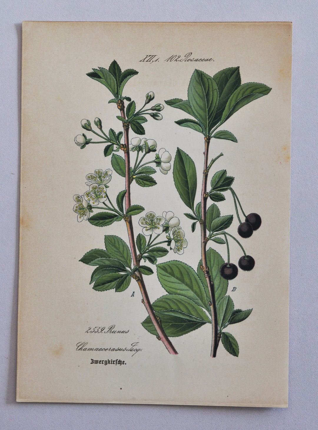 European Dwarf Cherry Print - Original Antique Botanical Print 1880s ...