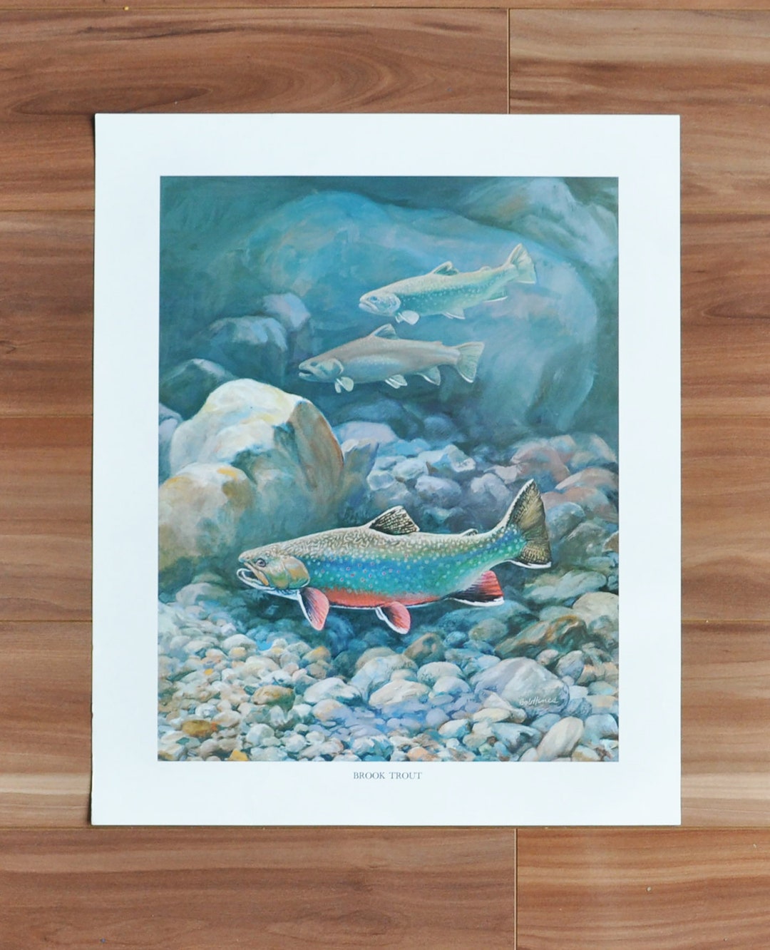 Brook Trout - Original Fish Print / Lithograph From the 1970's (sport ...