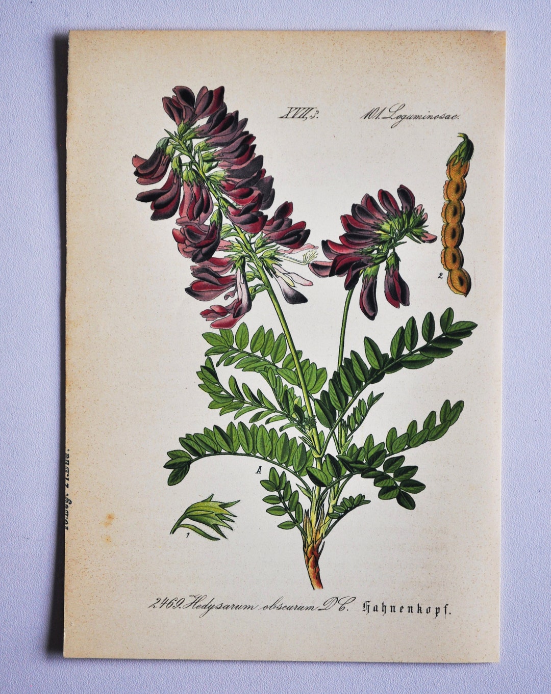 Alpine Sainfoin Print - Original Antique Botanical Print 1880s ...