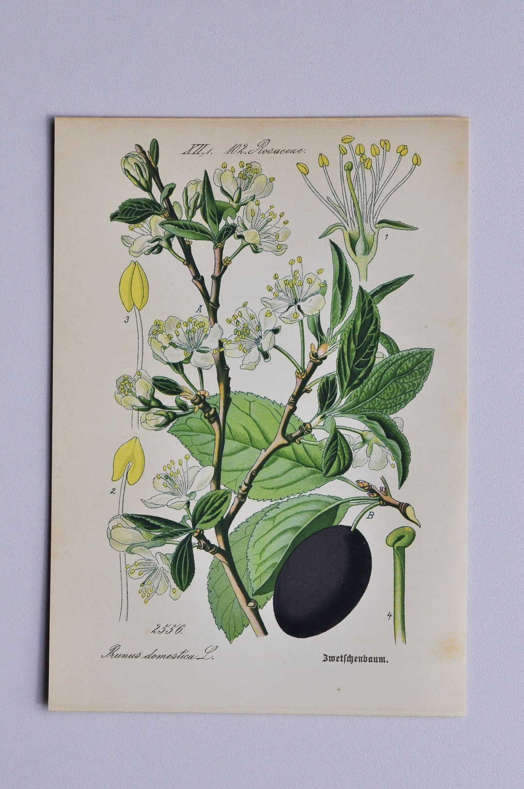 Common Plum Print - Original Antique Botanical Print 1880s - Prunus ...