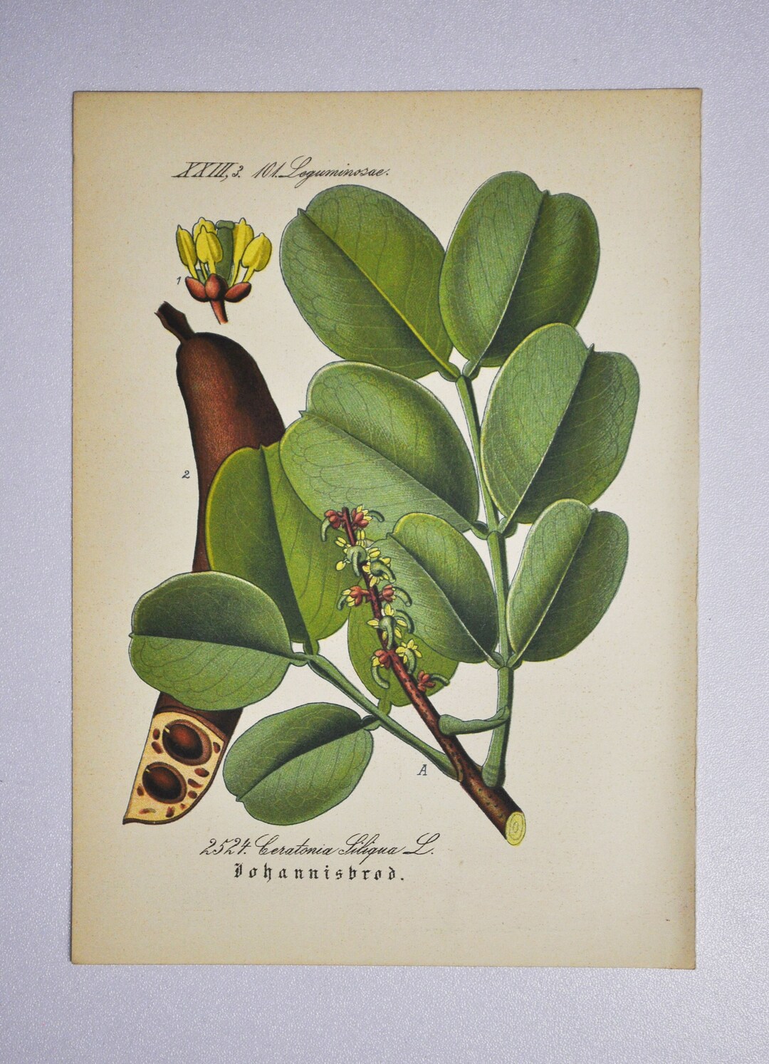 Carob Print - Original Antique Botanical Print 1880s - Ceratonia ...