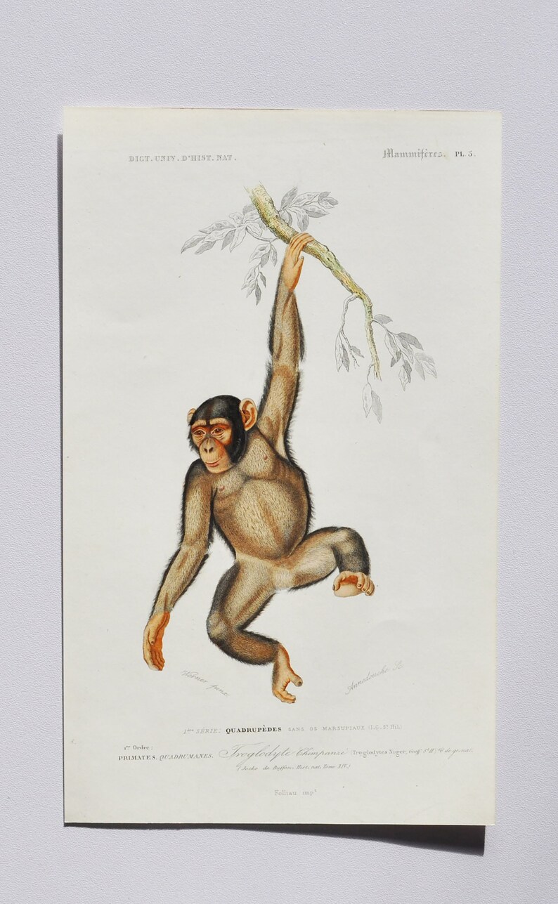 Chimpanzee hand x ray - guludynamics