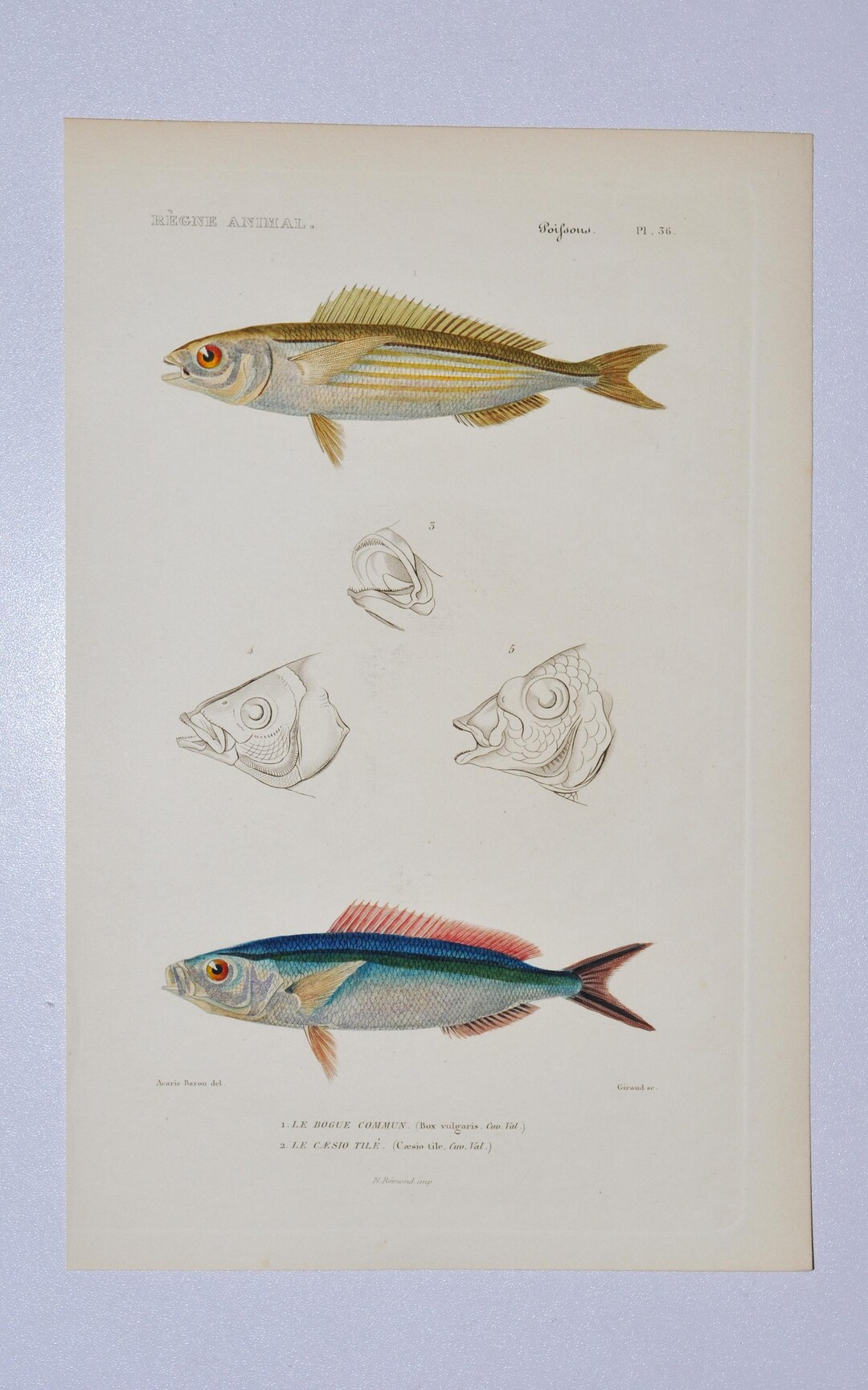 Bogue Bream & Dark-banded Fusilier (box Vulgaris / Caesio Tile) - Hand ...