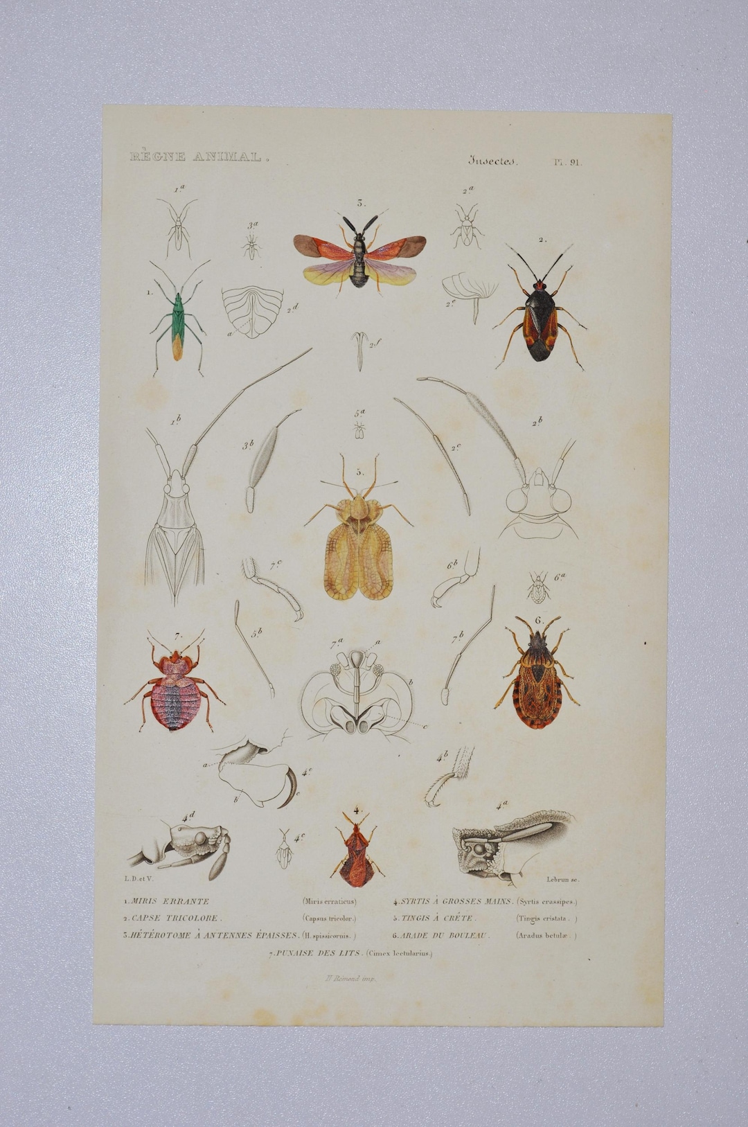 Streaked Plant Bug / Capuchin Beetle / Flathorn Plant Bug / Flat Bug ...