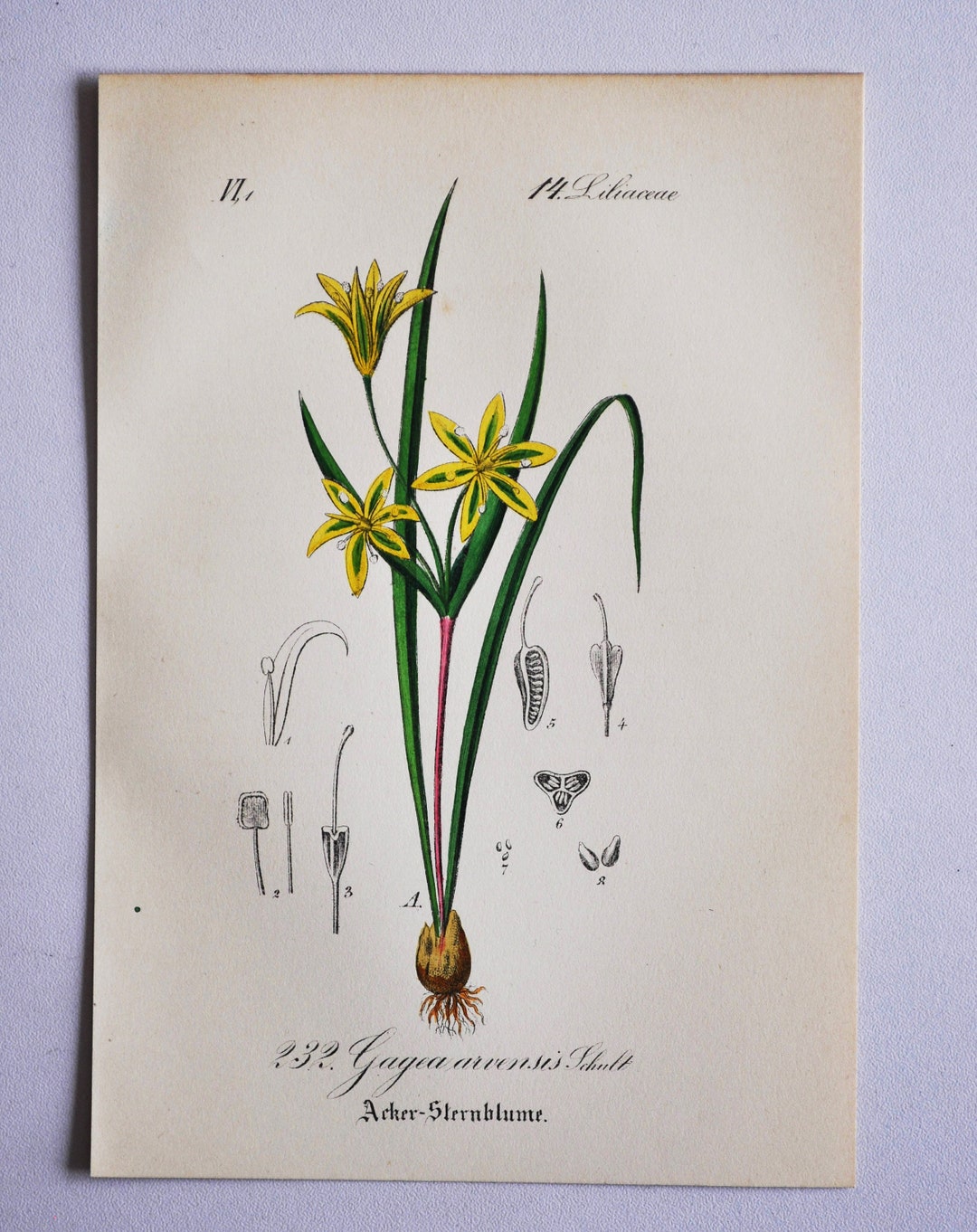 Gagea Arvensis Print - Original Antique Botanical Print 1880s - Gagea ...