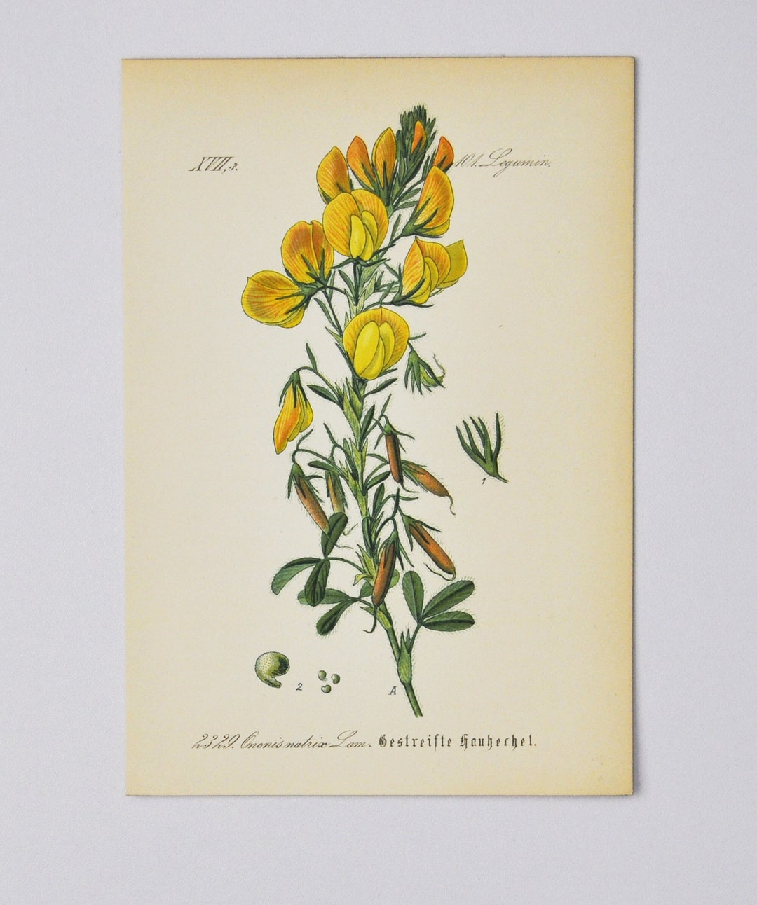 Yellow Restharrow Print Original Antique Botanical Print 1880s Ononis ...
