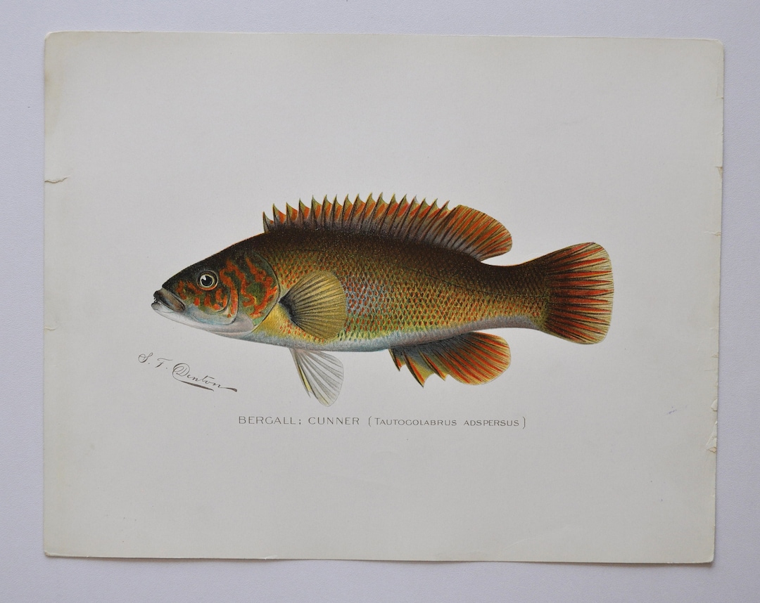 Bergall / Cunner - Original Antique Fish Print - Tautogolabrus ...
