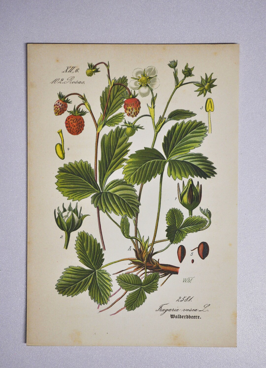 Wild Strawberry Print - Original Antique Botanical Print 1880s ...
