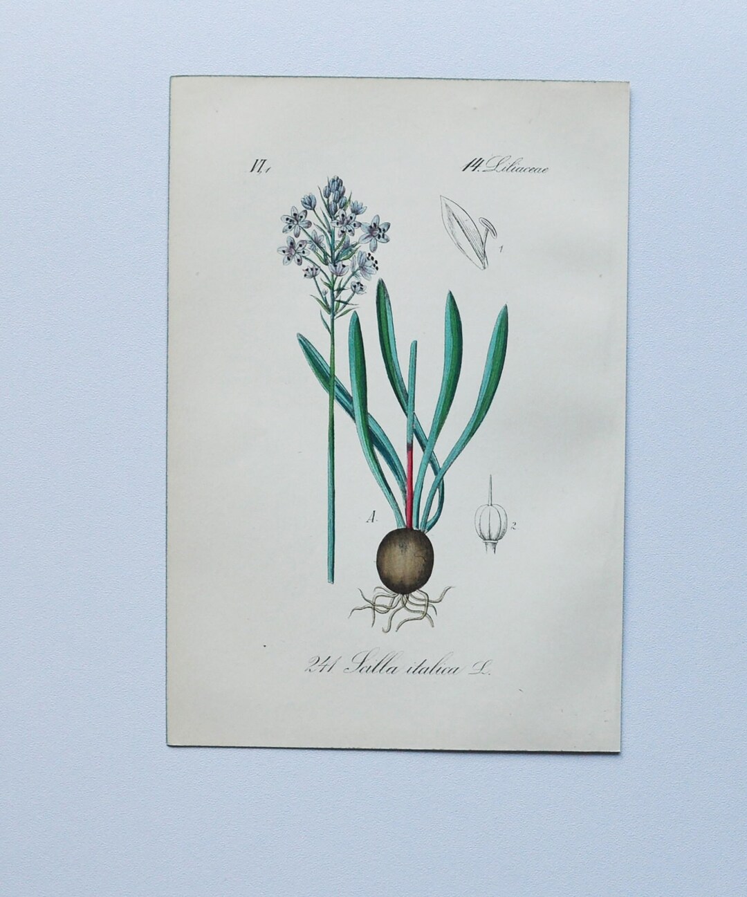 Italian Bluebell Print - Original Antique Botanical Print 1880s ...