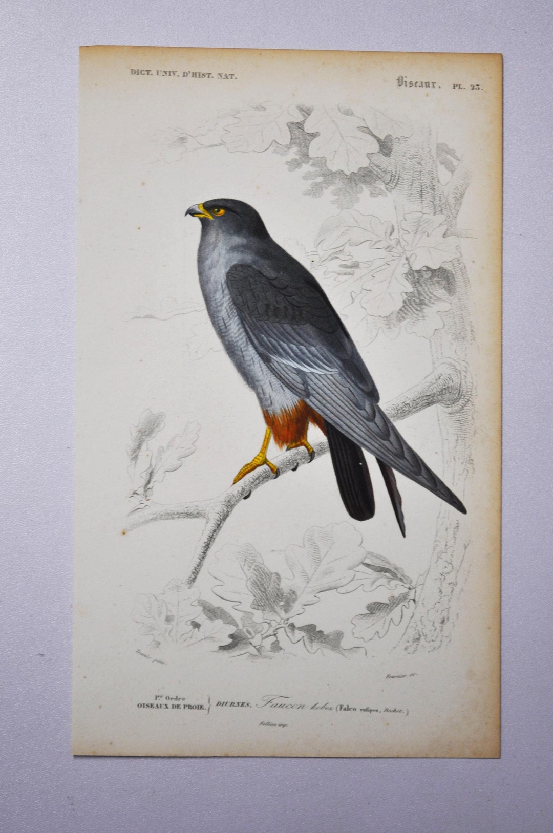 Red-footed Falcon - Hand-colored Original Antique Bird Print - Orbigny ...