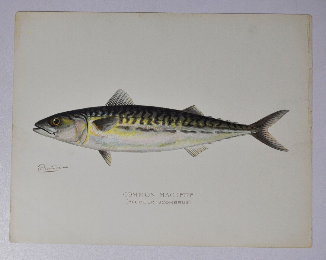 Common Mackerel Original Antique Fish Print Scomber Scombrus 1902 ...