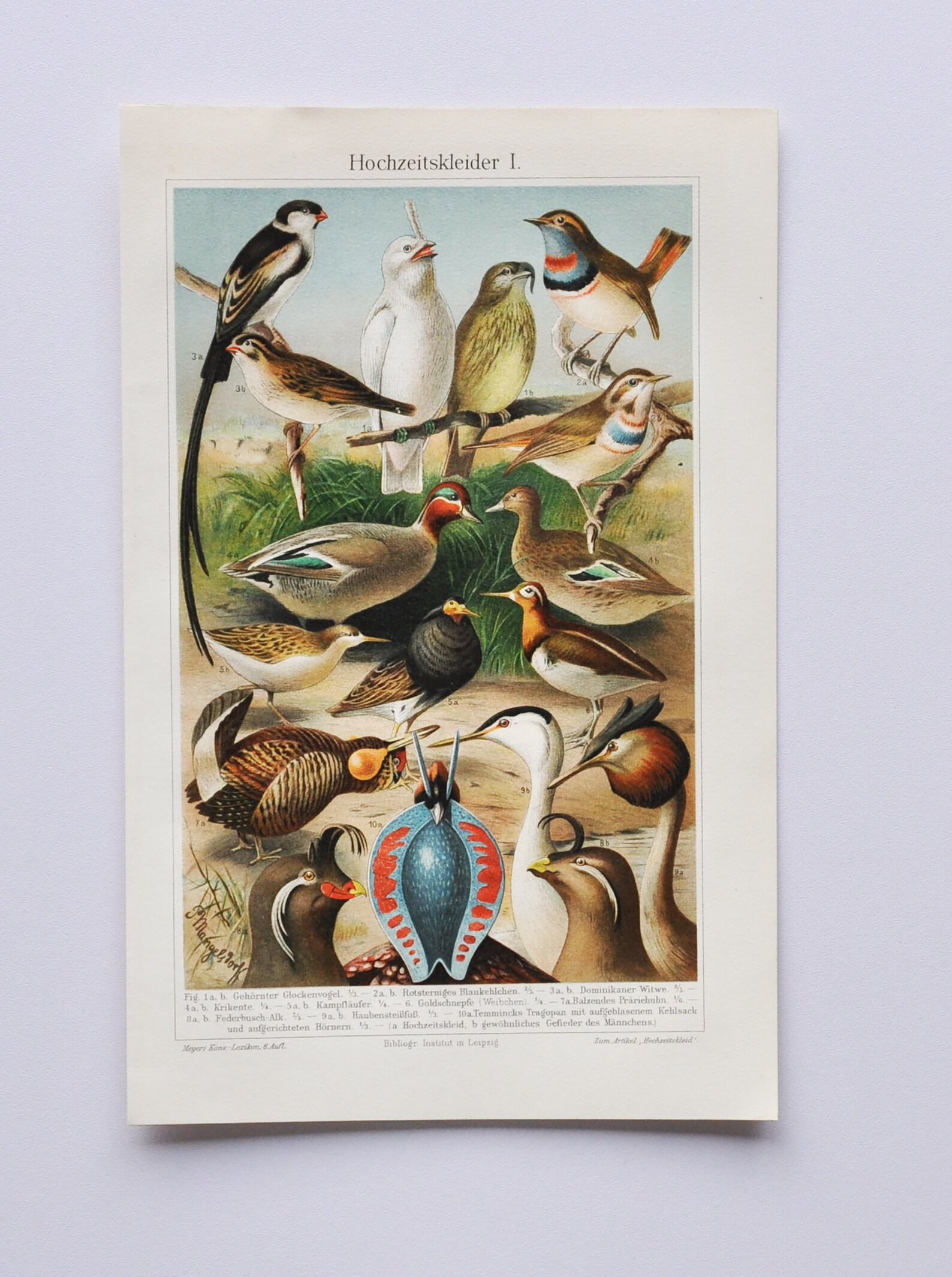 Courtship Displays of Birds - Original Antique Bird Print - 1906 (pin ...