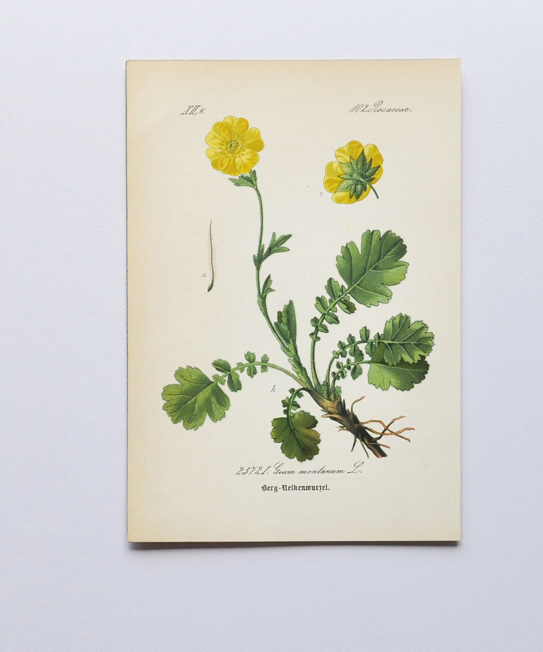 Alpine Avens Print - Original Antique Botanical Print 1880s - Geum ...