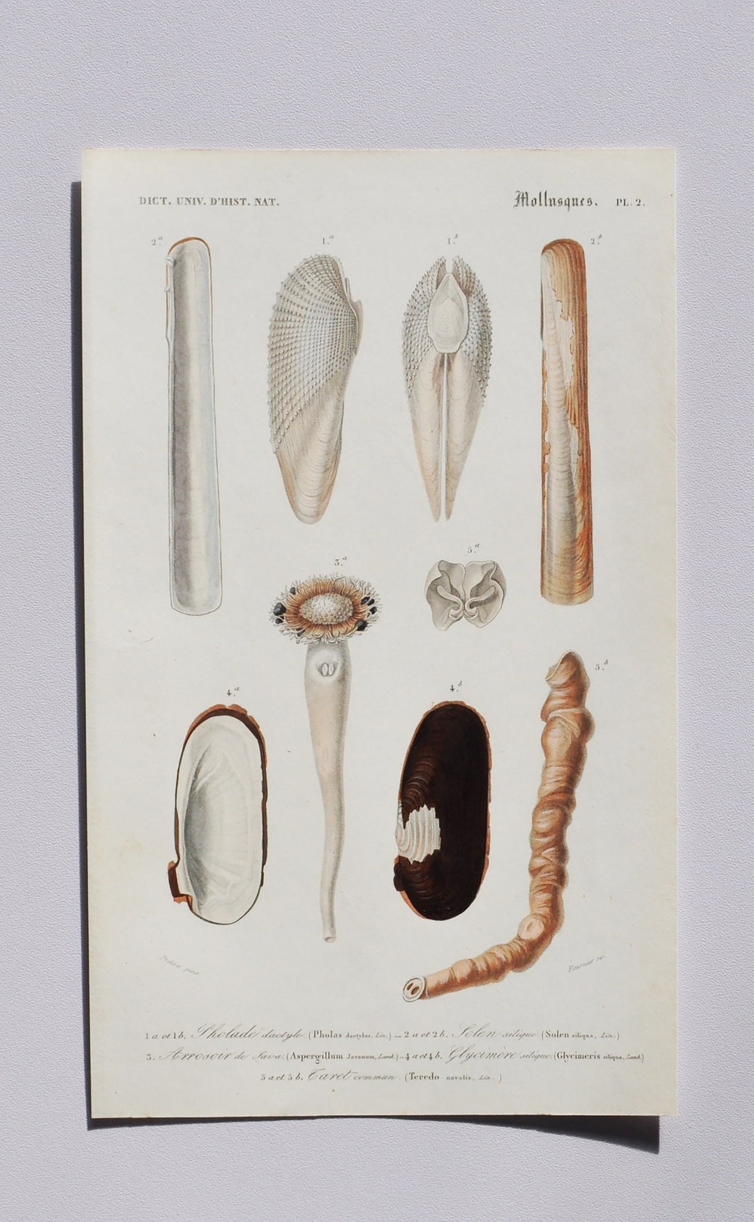 Common Piddock Pod Razor Aspergillum Glycymeris - Etsy