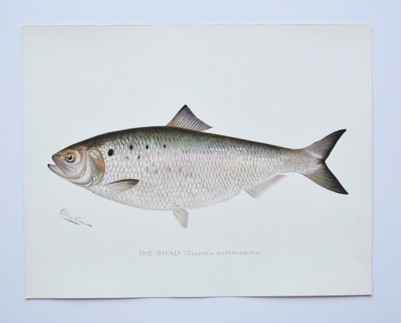 The Shad Original Antique Fish Print Clupea Sapidissima | Etsy