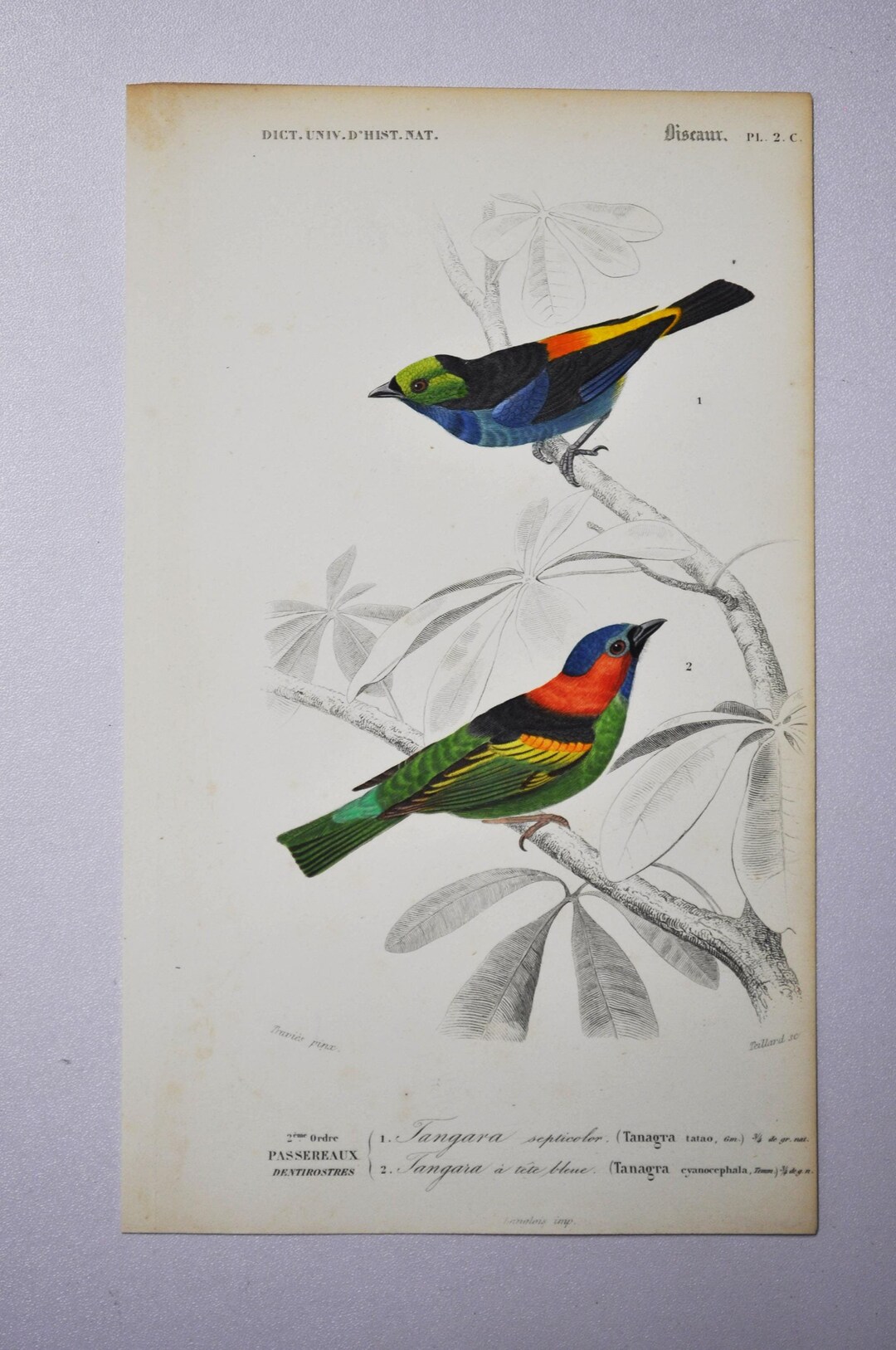 Red-necked Tanager / Paradise Tanager - Hand-colored Original Antique ...