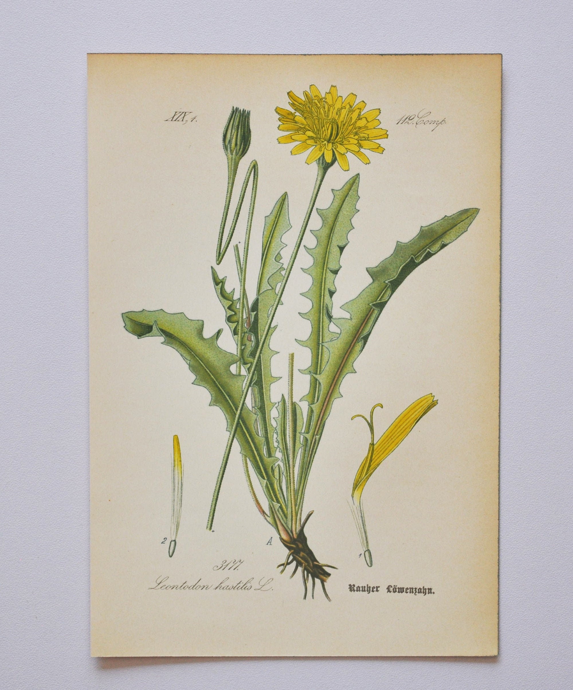 Bristly Hawkbit Print Original antike botanische Druck - Etsy.de