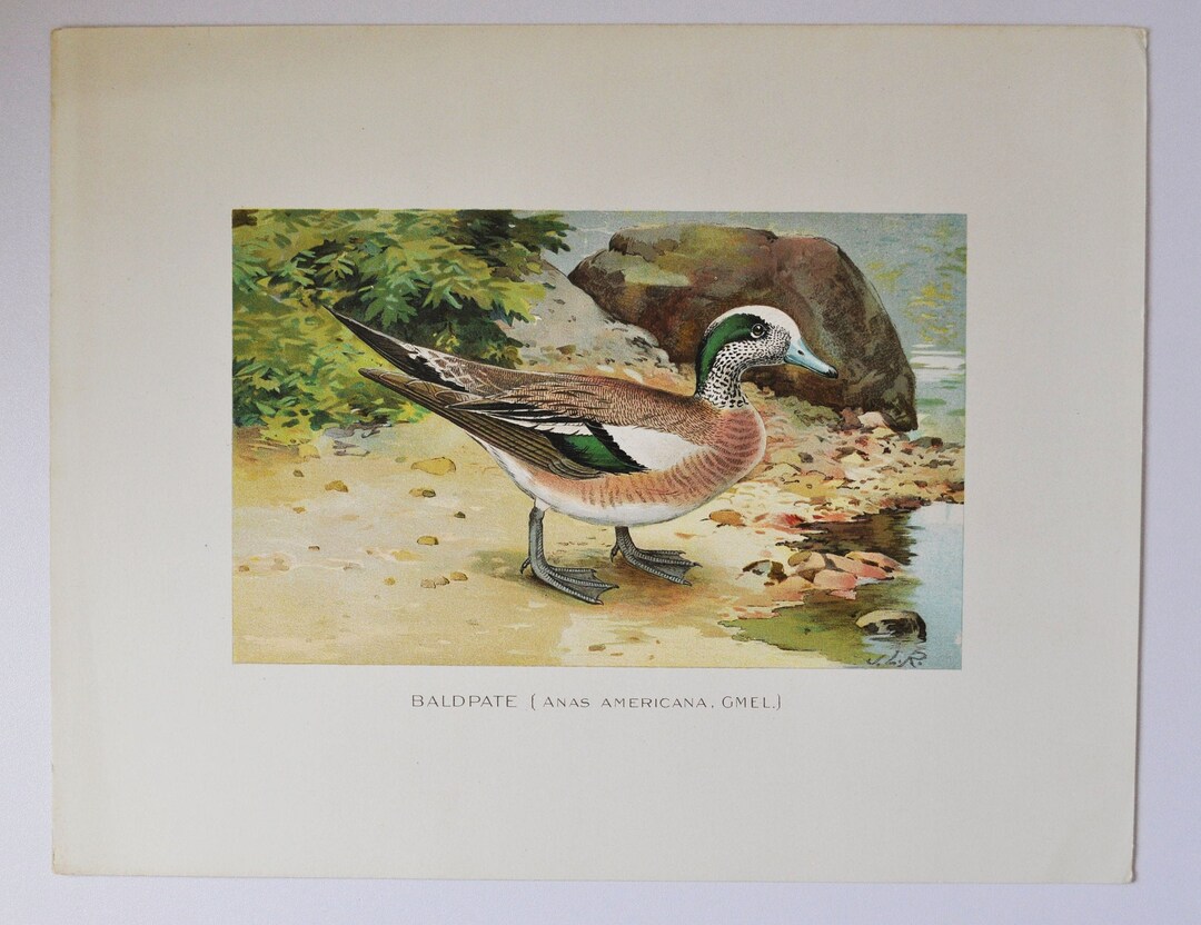 Baldpate - Original Antique Bird Print - Anas Americana Gmel. - 1902 ...