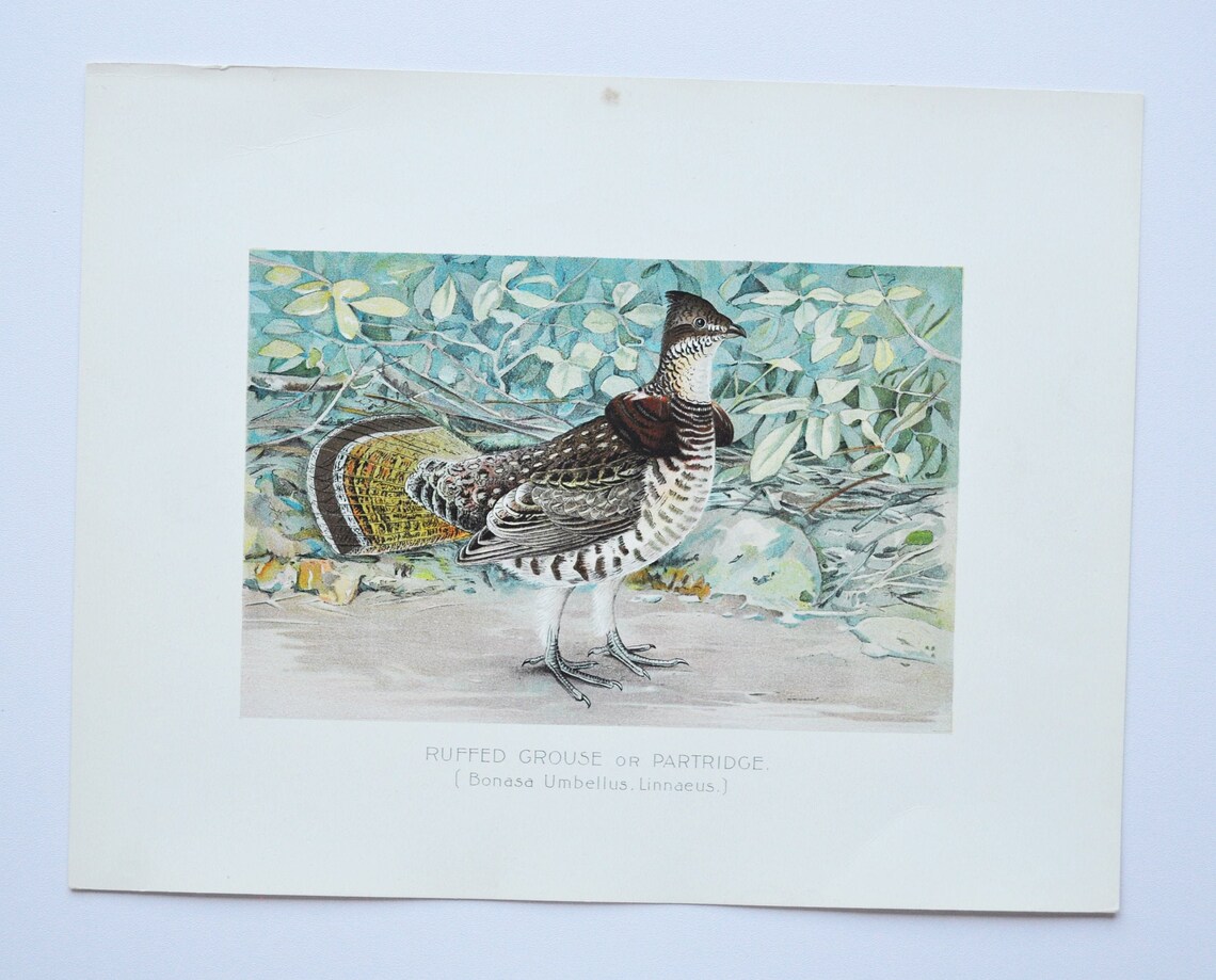 Ruffed Grouse / Partridge Original Antique Animal Print - Etsy España