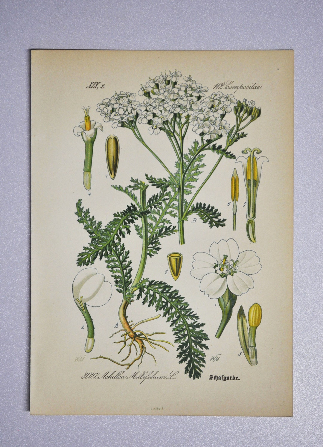 Common Yarrow Print - Original Antique Botanical Print 1880s - Achillea ...