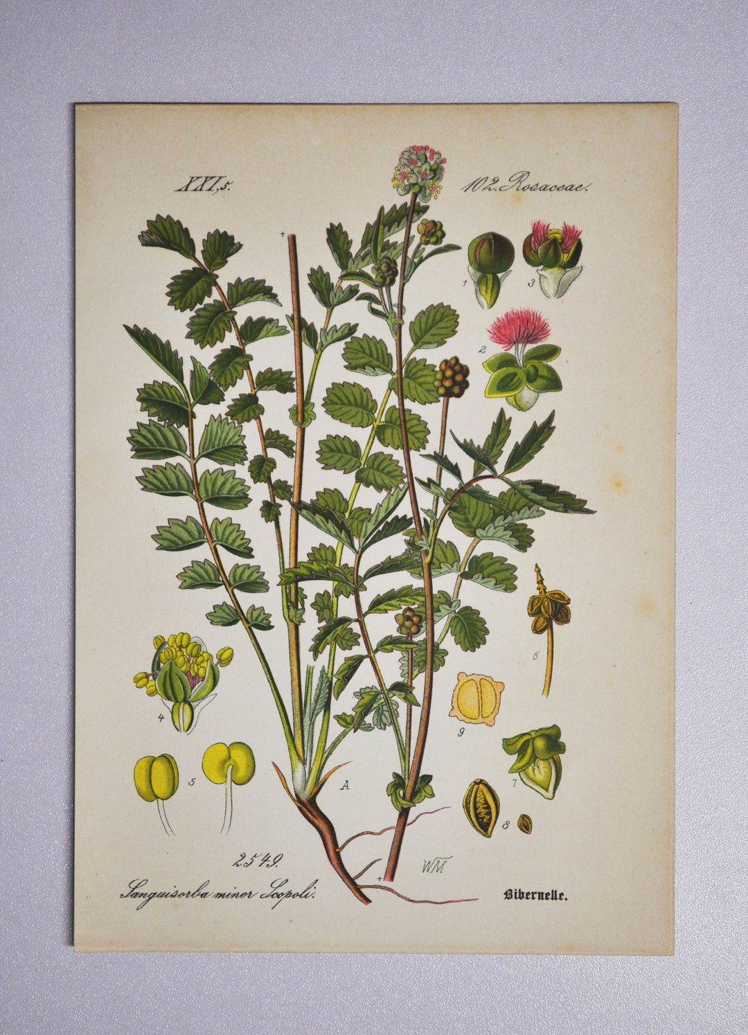 Garden Burnet Print - Original Antique Botanical Print 1880s ...