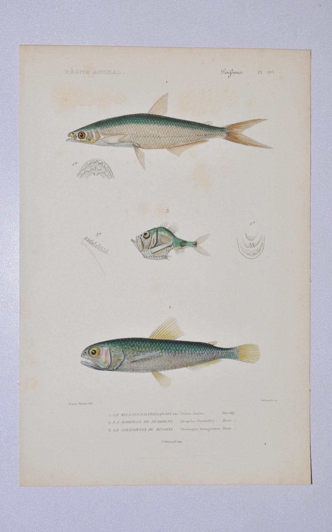 Nile Robber / Mueller's Pearlside / Spurred Hatchetfish - Hand-colored ...