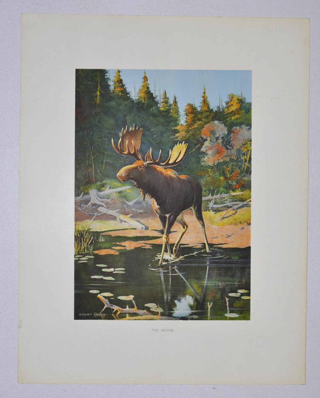 The Moose - Original Antique Wildlife Print - 1902 Oliver Kemp - Forest ...