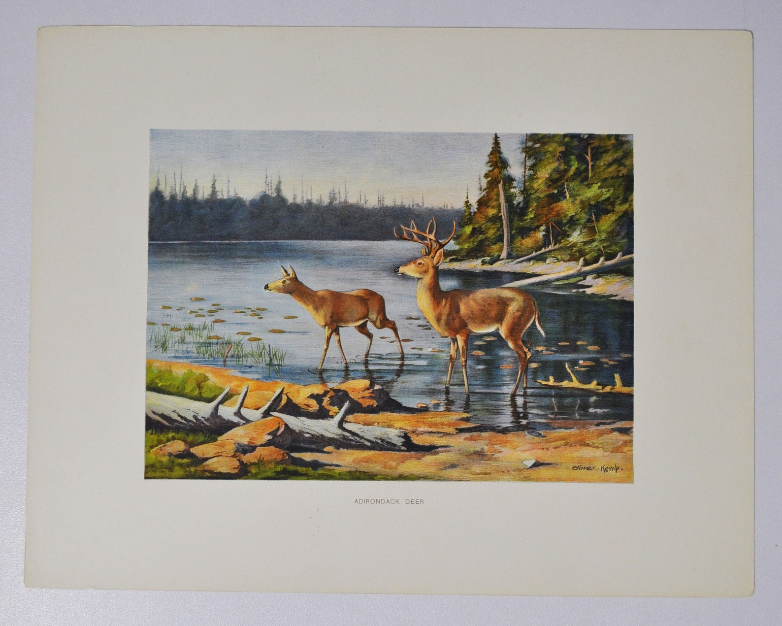 Adirondack Deer - Original Antique Wildlife Print - 1902 Oliver Kemp ...